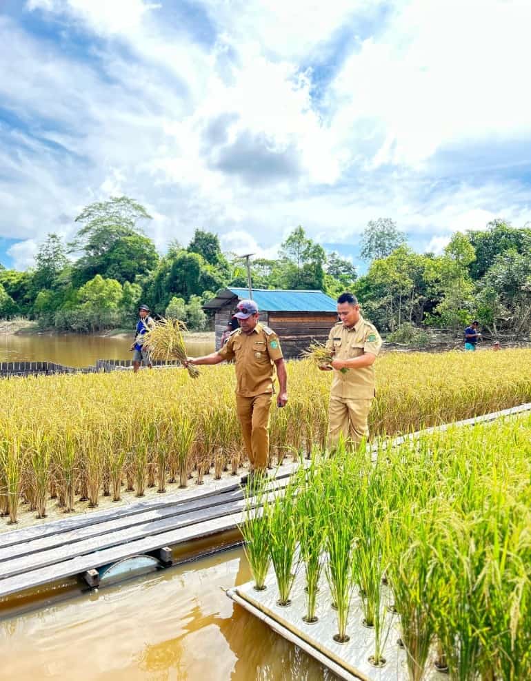 Desa Bukit Layang Sukses Uji Coba Padi Apung - Berita Investigasi